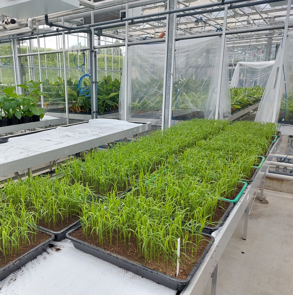Start pilot cultivating rice on peatland - Leiden University